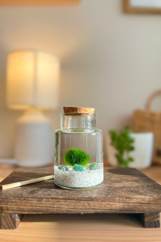 Marimo: qué es y cuidados de tu bola de musgo japonesa – SlowBotanics